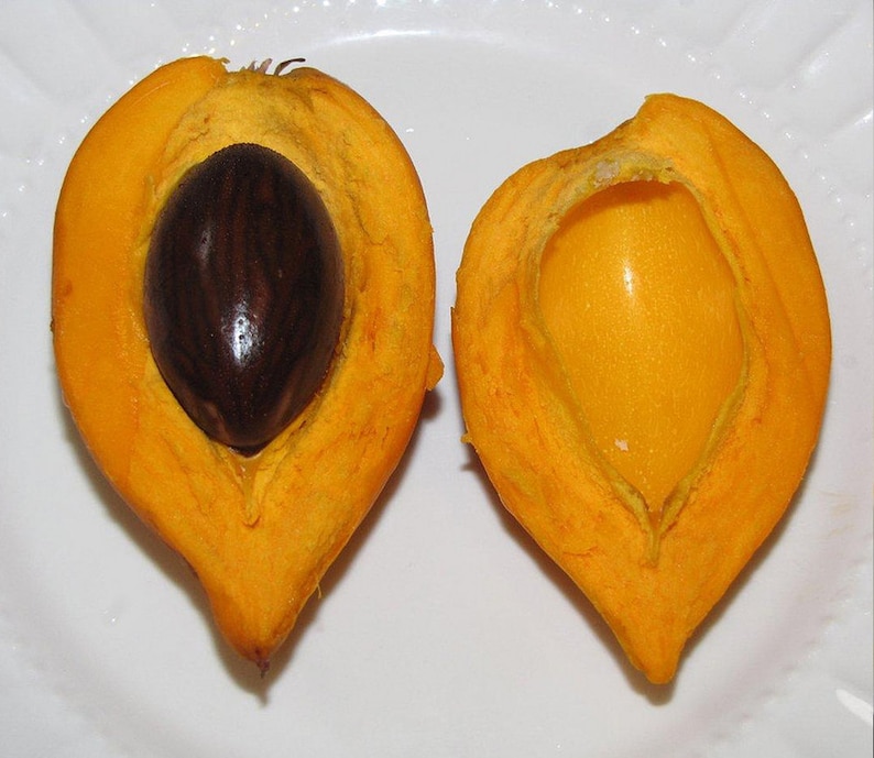 Yellow Sapote/canistel/eggfruit Seeds - Etsy