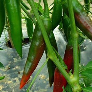 Guajillo Pepper Seeds - Etsy