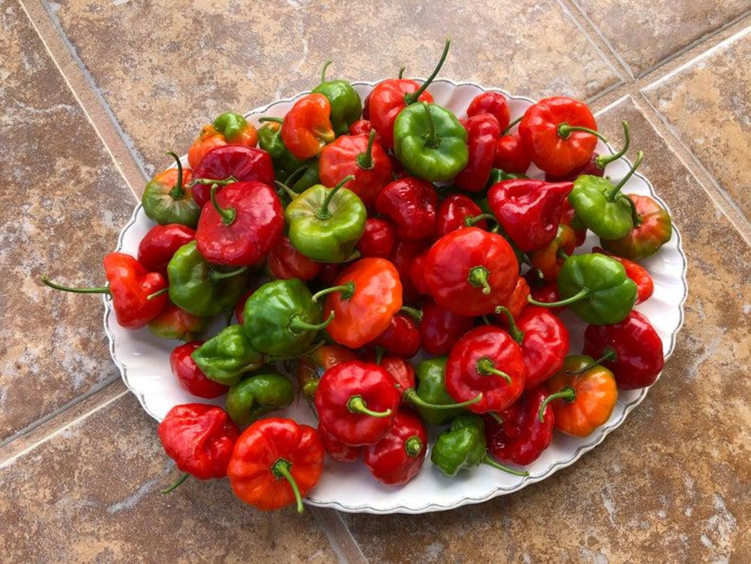 50 Aji Dulce Seeds - Etsy