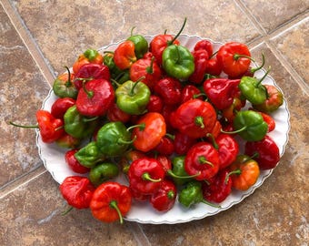 AJI DULCE #1,pepper Seeds,known as Ajicitoo,aji Gustoso,ají Cachucha ...