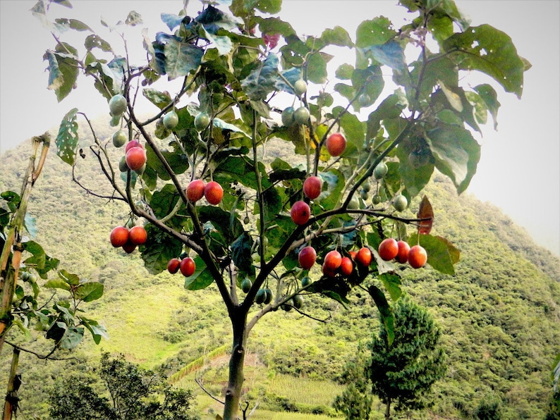 Tamarillo Tree Seeds - Etsy