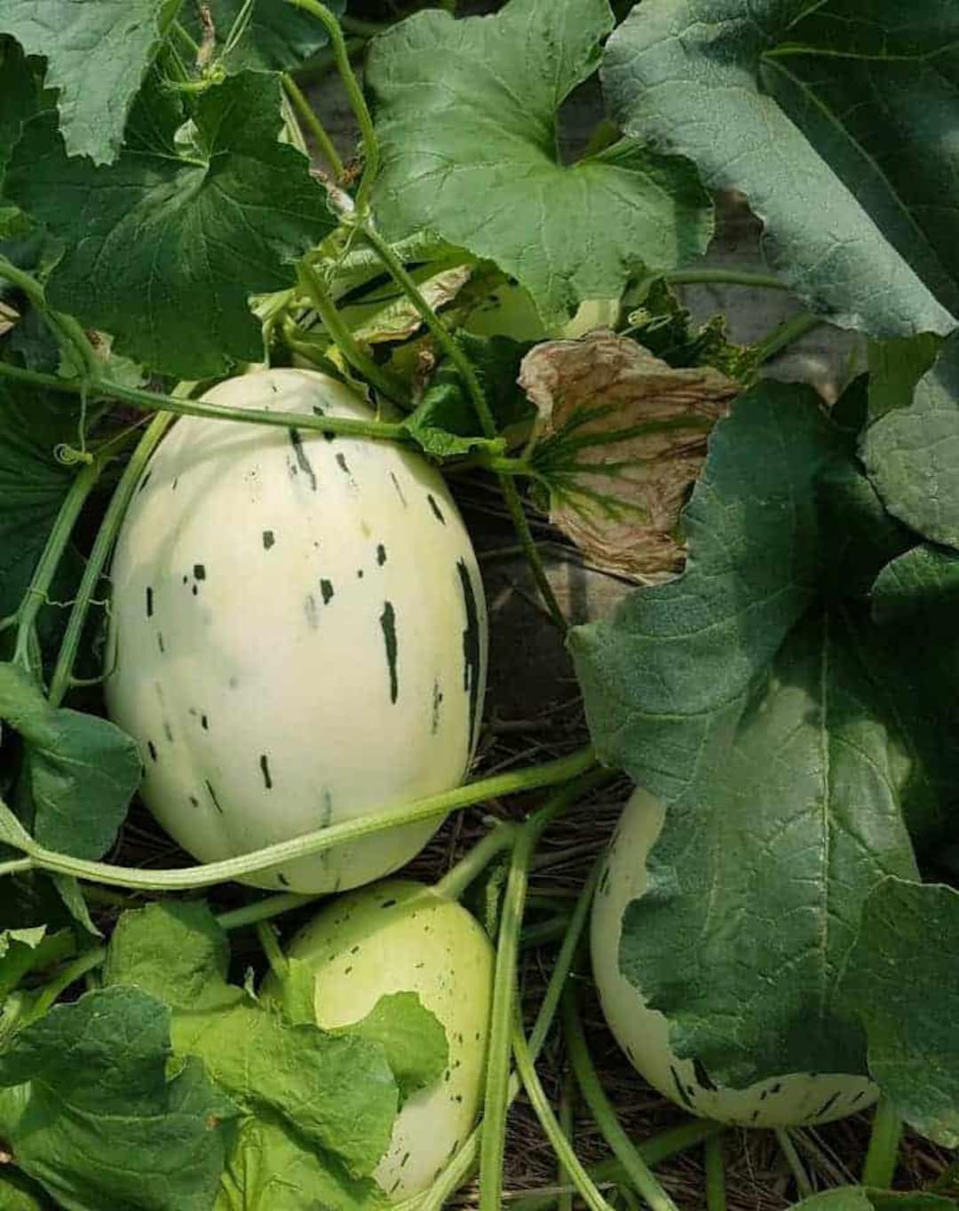 Snow Leopard Melon Seeds - Etsy