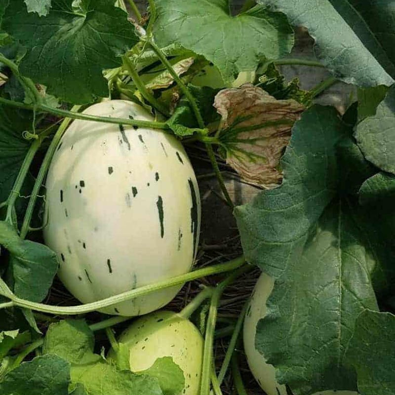 Snow Leopard Melon Seeds - Etsy