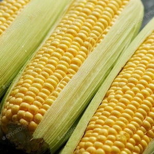 50 Chulpe Corn Seeds - Etsy