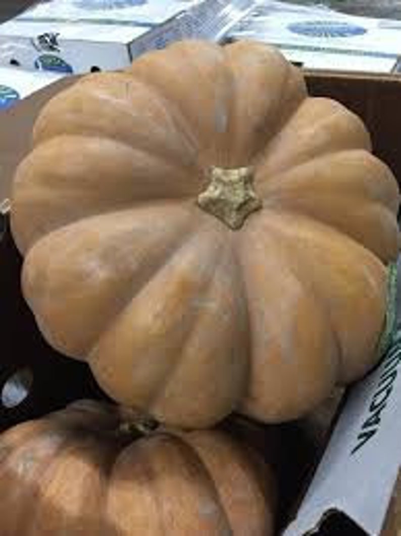 Calabaza squash seeds | Etsy