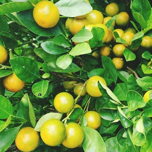 Calamansi Seeds Citrus × Microcarpa - Etsy