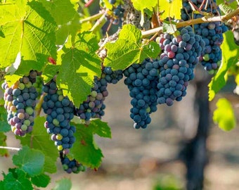 Concord Grape Seeds - Etsy