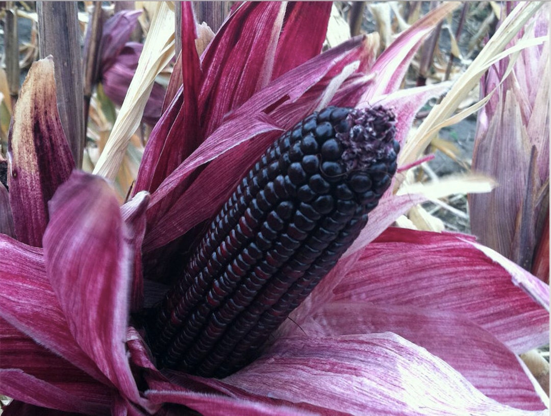 20 Purple Peruvian Corn Seeds - Etsy