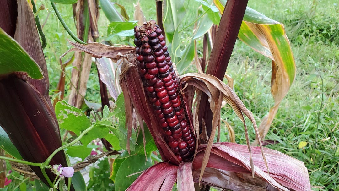Purple Hominy Seeds - Etsy