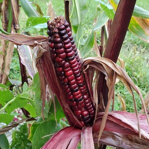 Purple Hominy Seeds - Etsy