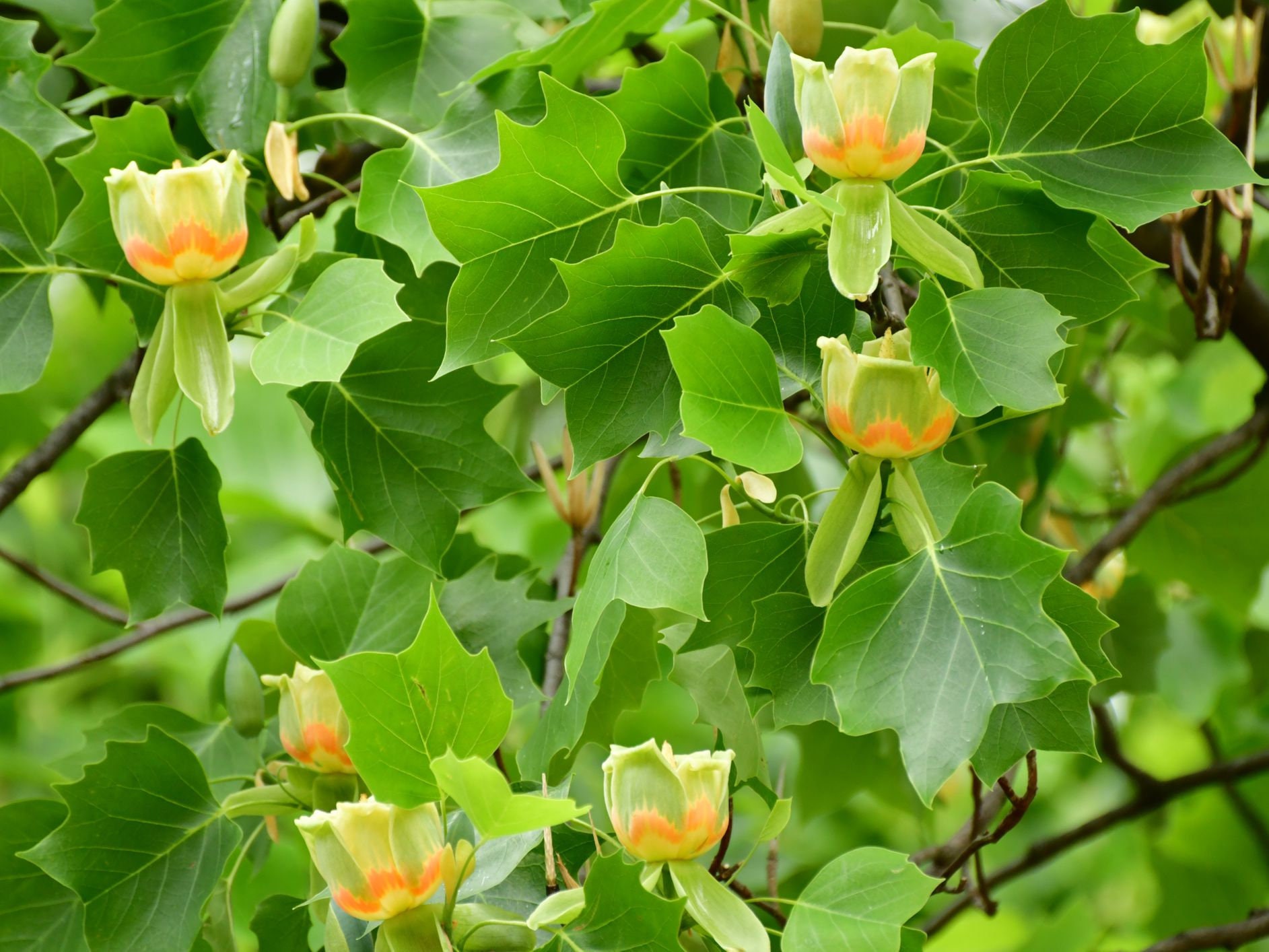 Tulip Tree Seeds