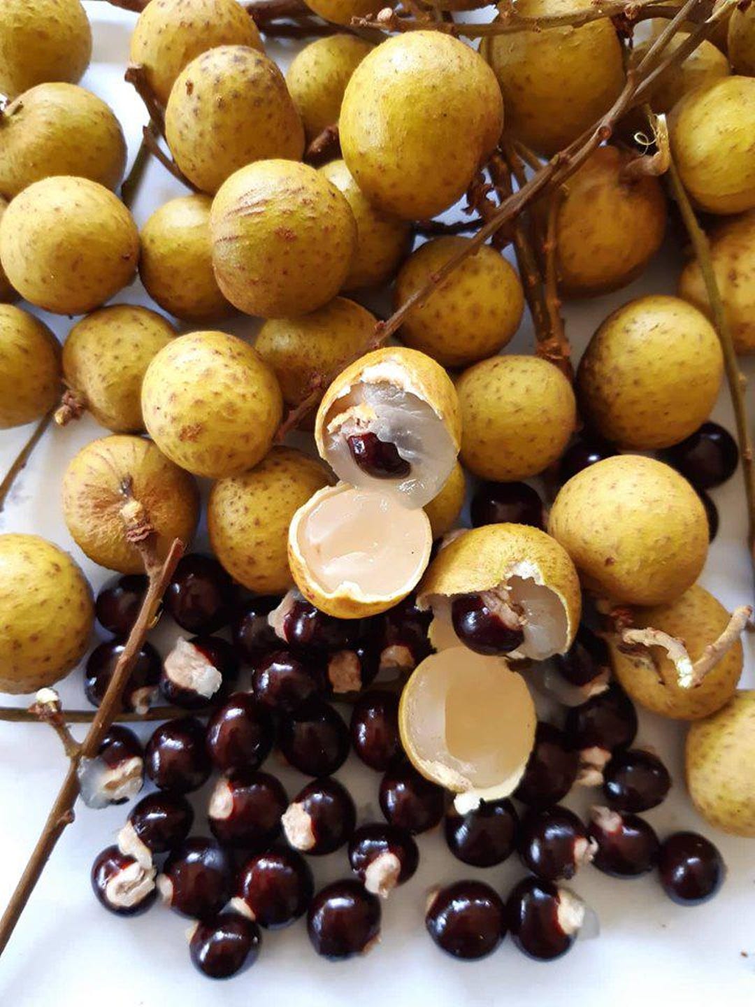 Longan Seeds Dimocarpus Longan - Etsy