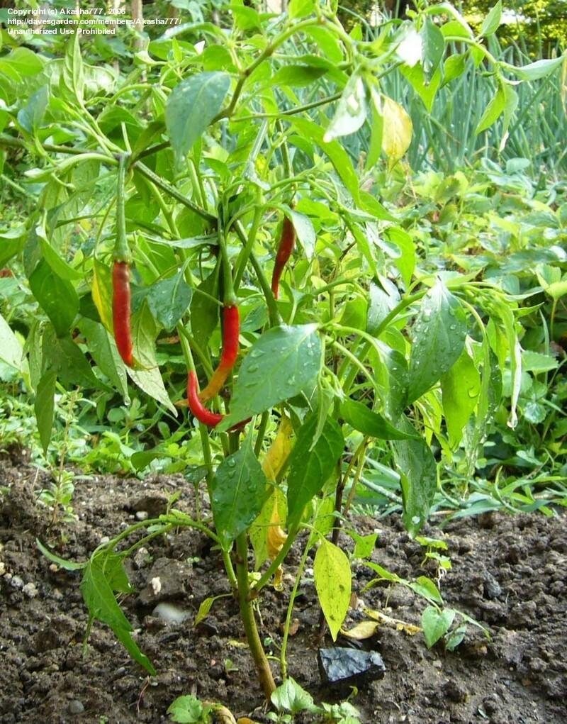 Arbol Chile Seeds | Etsy