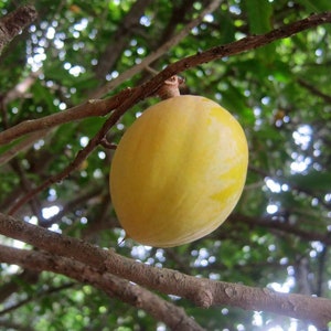 Yellow Sapote/canistel/eggfruit Seeds - Etsy