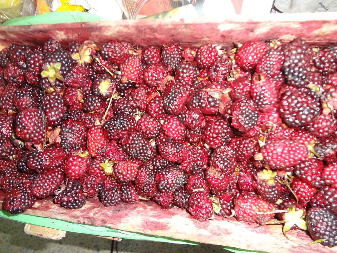 Peruvian Mora Fruit Seeds Rubus Glaucus - Etsy