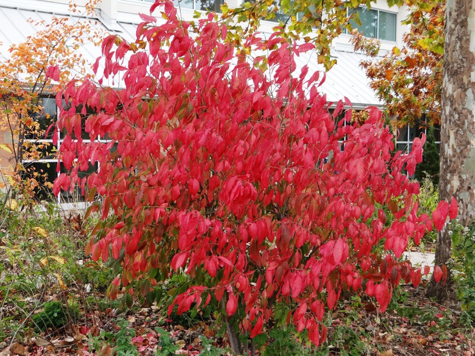 Eastern Wahoo Seeds - Etsy