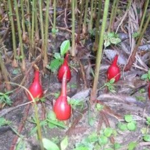 Alligator Pepper Seeds - Etsy