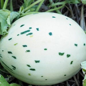 Snow Leopard Melon Seeds - Etsy