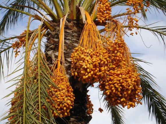 Medjool Date Palm