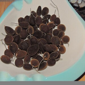 Velvet Tamarind Seeds Dialium Indum - Etsy