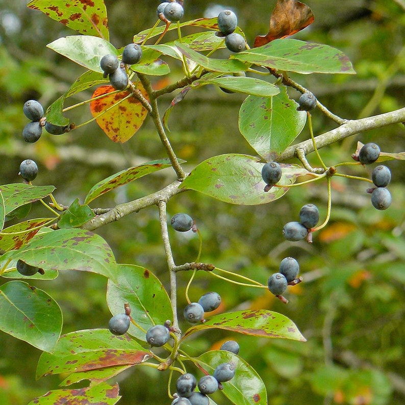 Black Gum Tupelo Seeds - Etsy