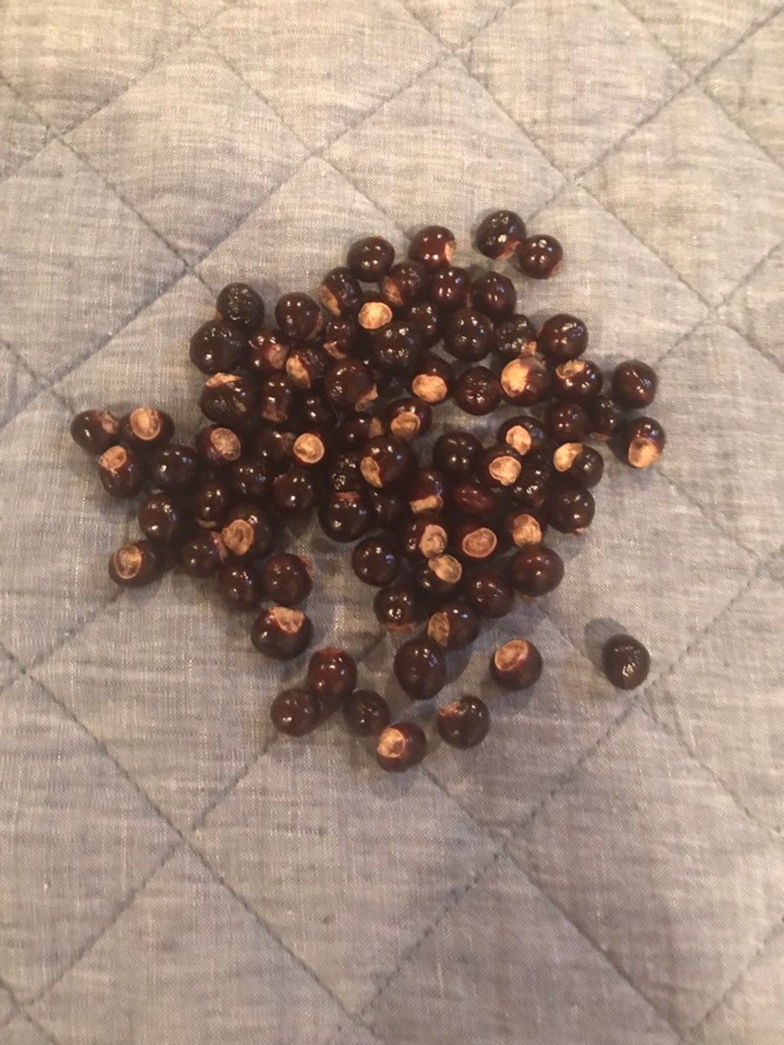 Longan Seeds Dimocarpus Longan - Etsy