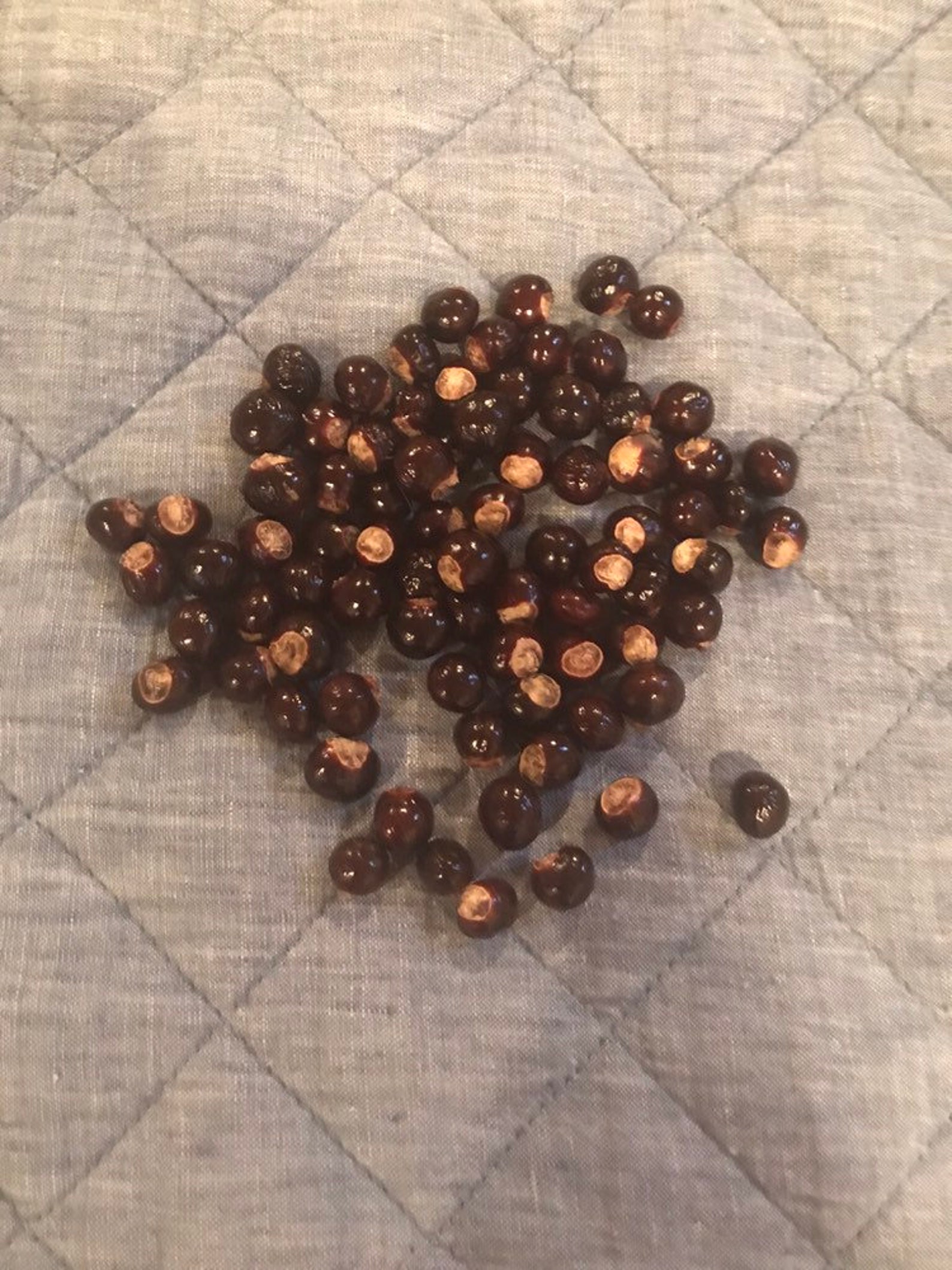 Longan Seeds Dimocarpus Longan - Etsy