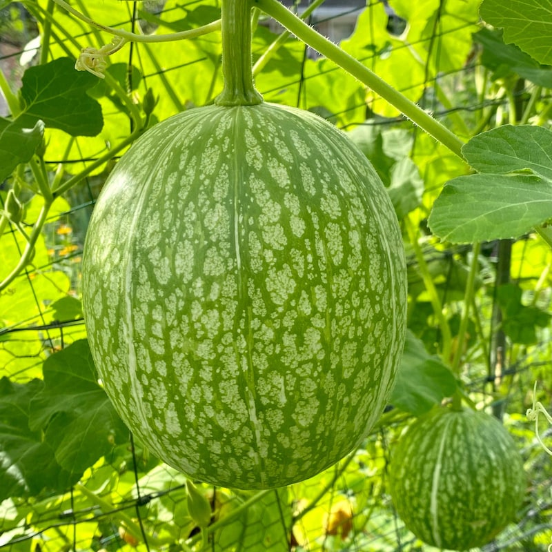 Chayote Plant - Etsy