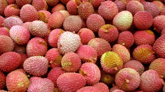 Lychee Seeds - Etsy