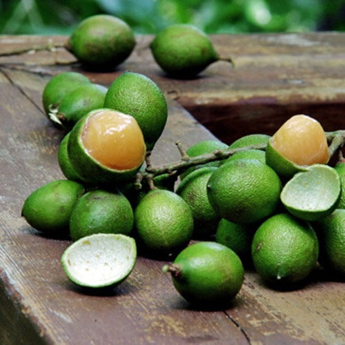 10 Key Lime Seeds - Etsy