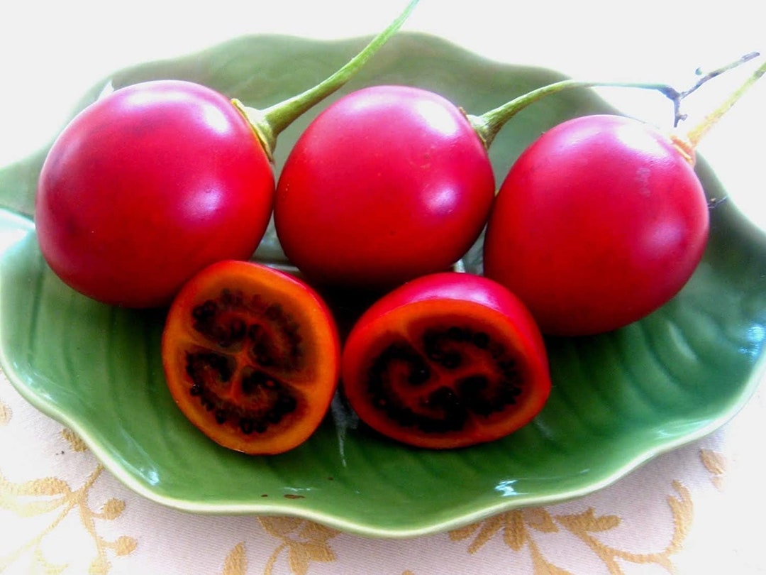 Tamarillo Tree Seeds - Etsy