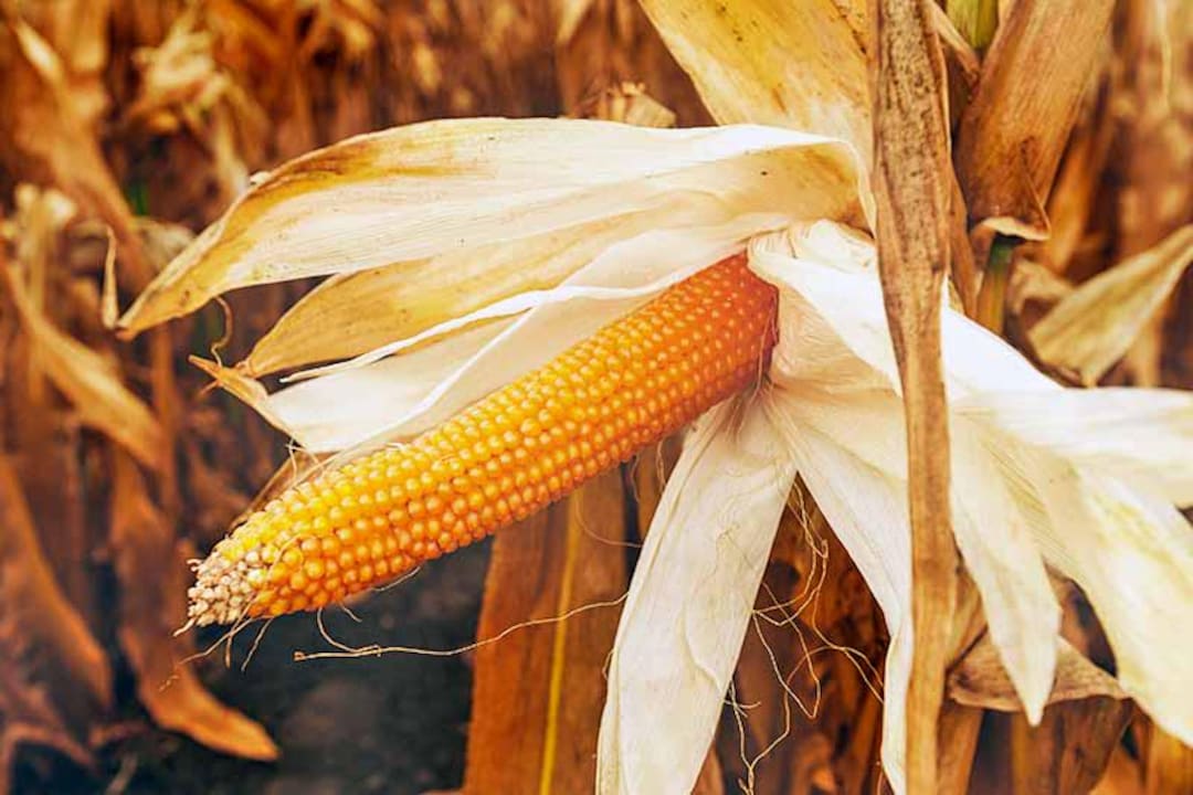 Canguil Popcorn Seeds Zea Mays Everta - Etsy