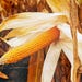 Canguil Popcorn Seeds Zea Mays Everta - Etsy