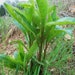 Poke Plant Seeds - Etsy