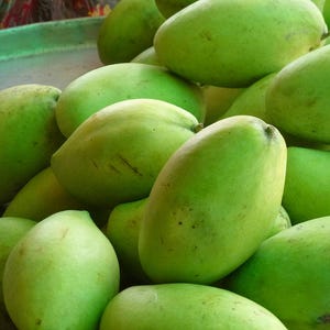 Hoa Loc Mango Seed Mangifera Indica - Etsy