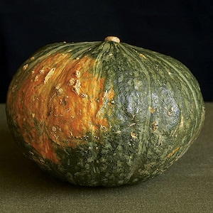 Kabocha Squash Seeds - Etsy