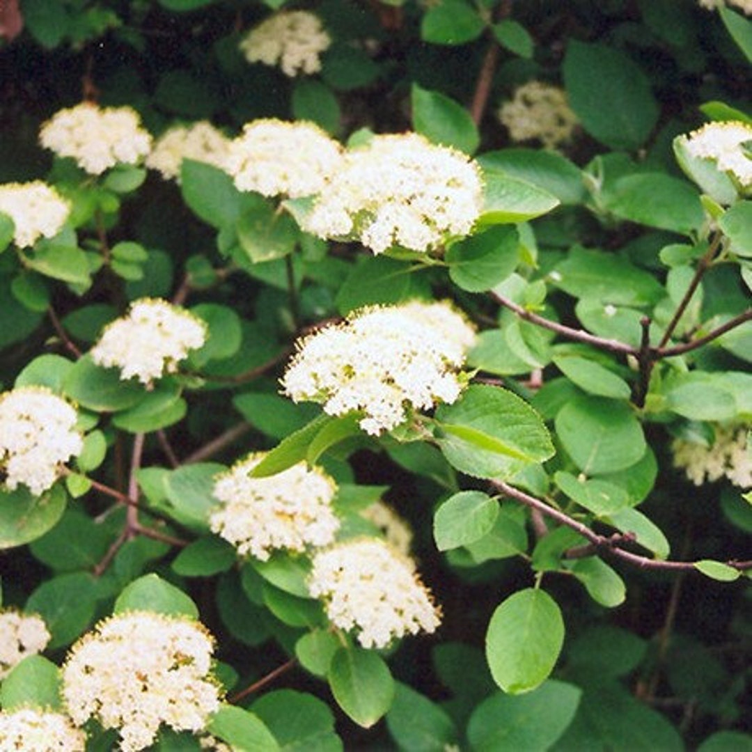 25 Wayfaring Tree Seeds - Etsy