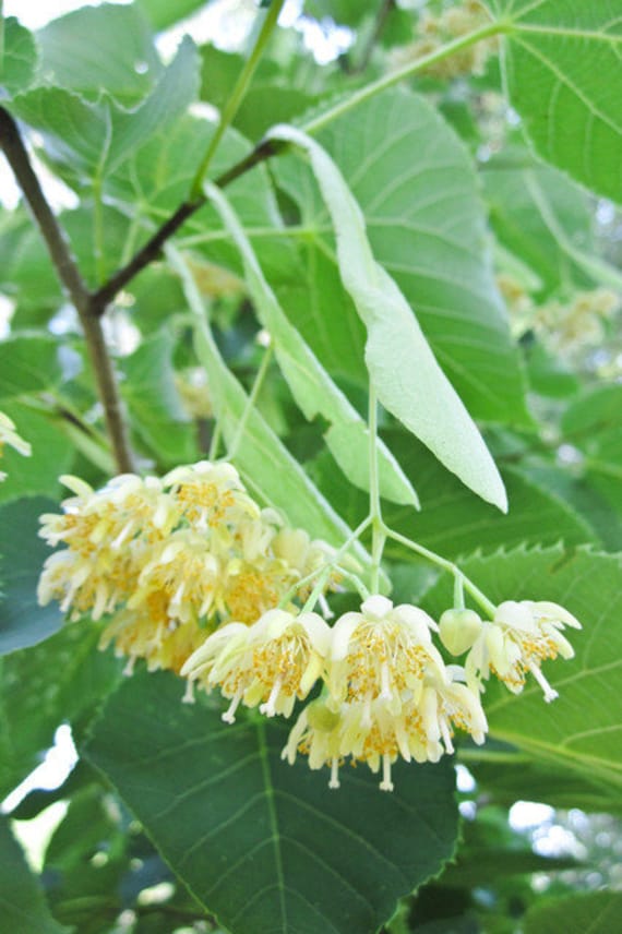 American Linden Tree
