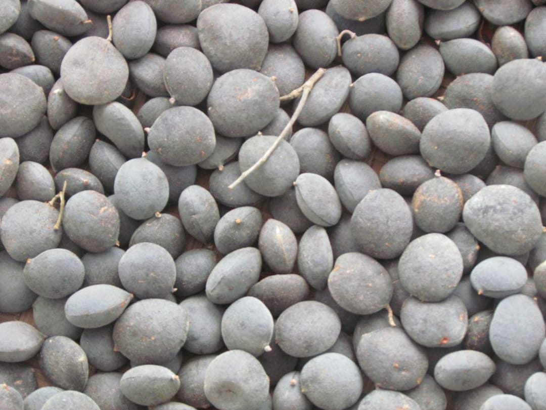Velvet Tamarind Seeds Dialium Indum - Etsy