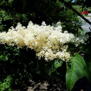 Japanese Lilac Seeds Syringa Reticulata - Etsy