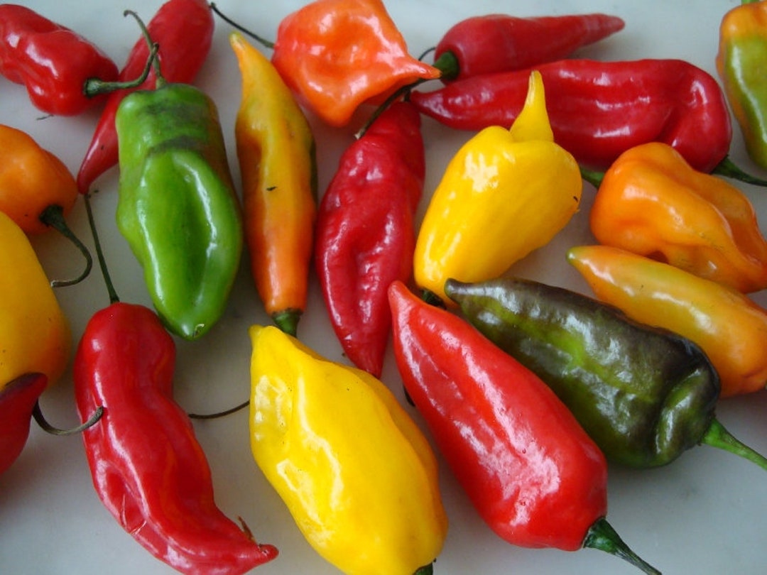 Aji Limo Seeds/ Lemondrop Pepper - Etsy