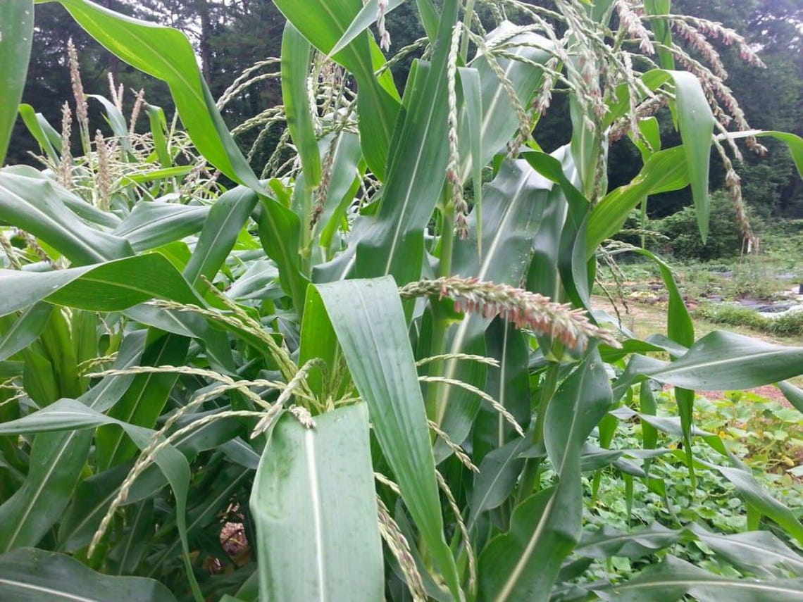 Canguil Popcorn Seeds Zea Mays Everta - Etsy