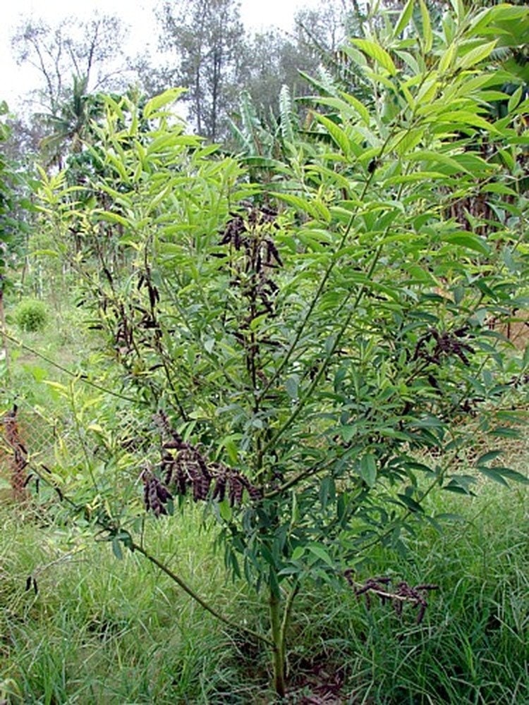 Gungo Peas/ Cajanus Cajan - Etsy