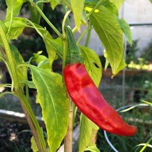Guajillo Pepper Seeds - Etsy