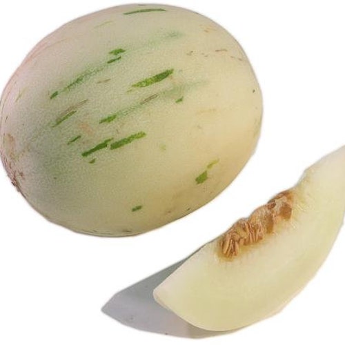 Snow Leopard Melon Seeds - Etsy