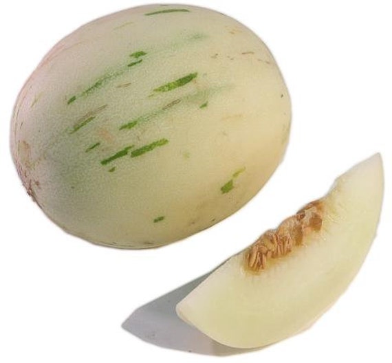Snow Leopard Melon Seeds - Etsy