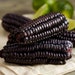 20 Purple Peruvian Corn Seeds - Etsy