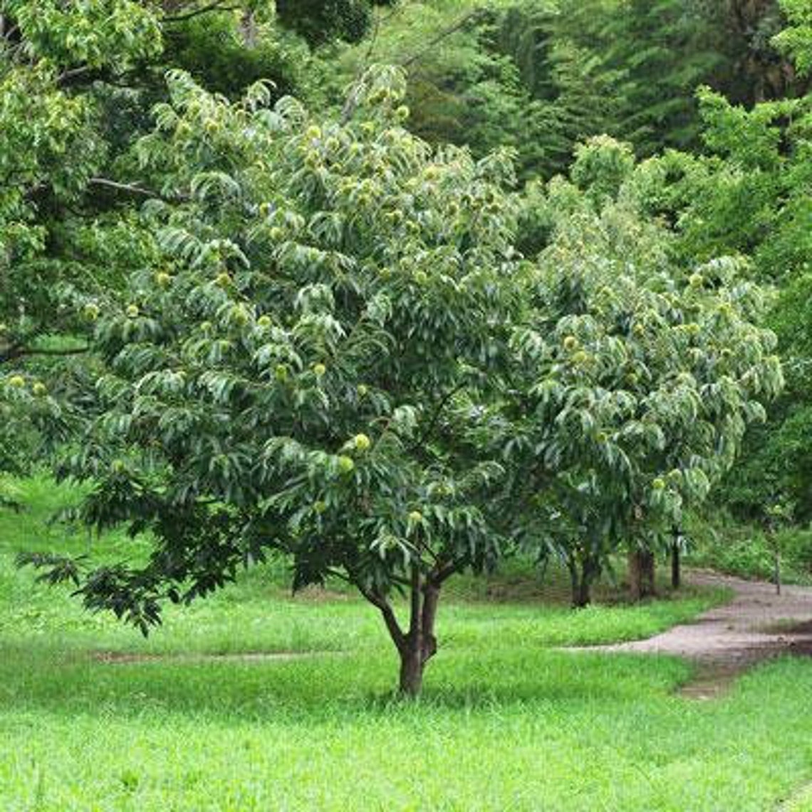 5 Chinese Chestnuts - Etsy