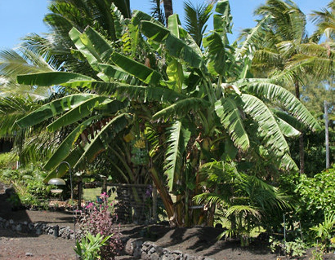 Wild Banana Seeds Musa Acuminata/musa Balbisiana - Etsy