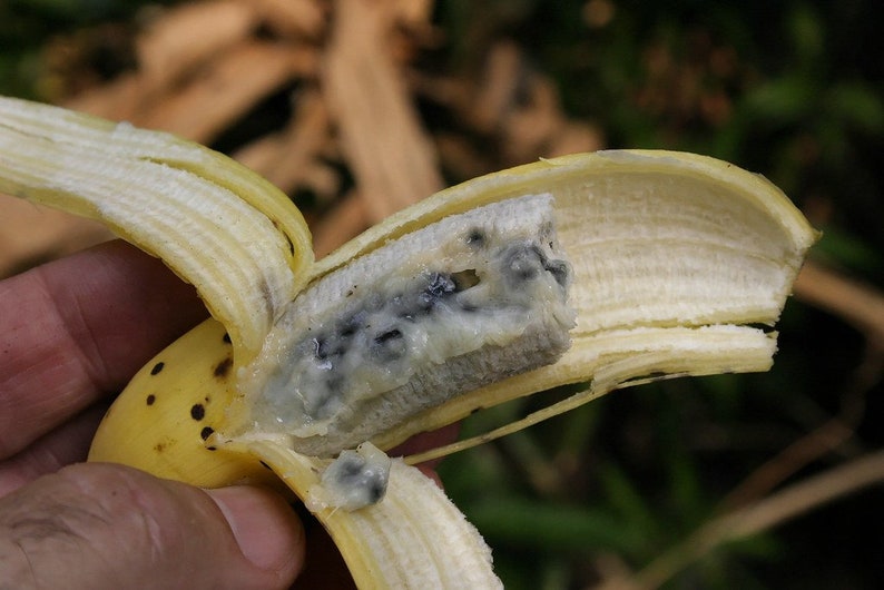 Wild Banana Seeds Musa Acuminata/musa Balbisiana - Etsy